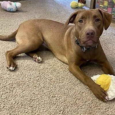 New Oxford, PA - Labrador Retriever. Meet Coco a Pet for Adoption ...