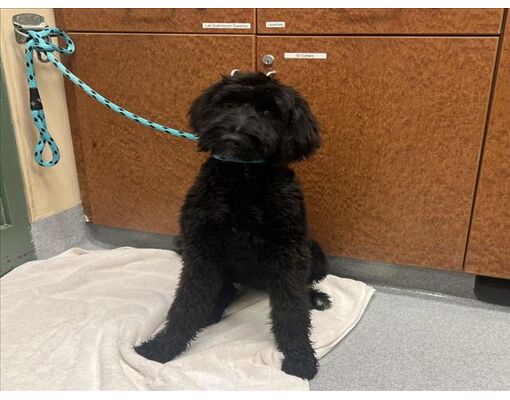 Rancho Cucamonga, CA - Poodle (Standard). Meet SABLE a Pet for Adoption ...