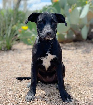 Hartford, CT - Blue Lacy/Texas Lacy/Labrador Retriever. Meet Evie a Pet ...