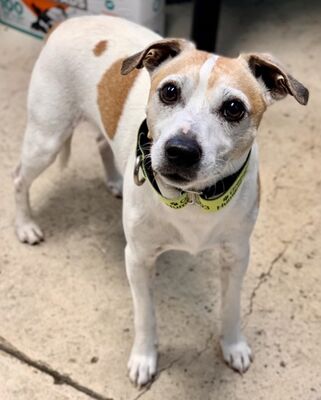 Eugene, OR - Jack Russell Terrier. Meet Humphrey a Pet for Adoption ...