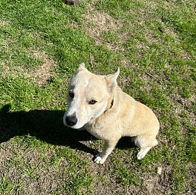 Pflugerville, TX - Australian Cattle Dog. Meet Maverick a Pet for ...