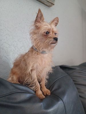 Mustang, OK - Yorkie, Yorkshire Terrier/Chihuahua. Meet Sola a Pet for ...