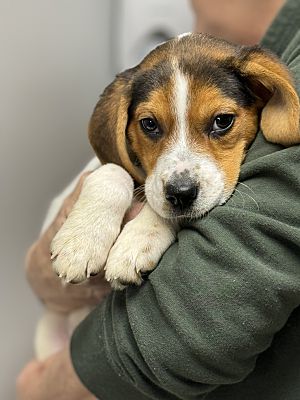 Sparta, NJ - Beagle/Foxhound. Meet Katie a Pet for Adoption - AdoptaPet.com