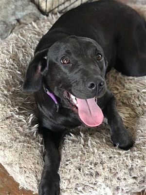 Germantown, OH - Labrador Retriever. Meet Zen a Pet for Adoption ...