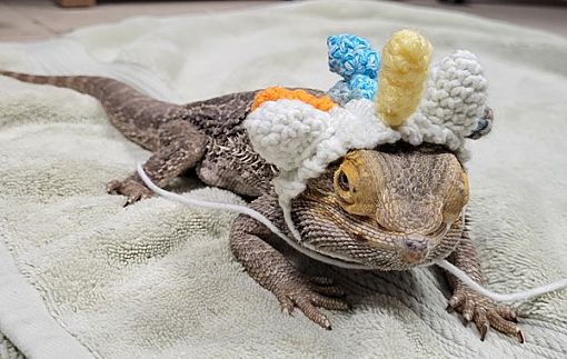 Silverdale, WA - Lizard. Meet Puff a Pet for Adoption - AdoptaPet.com