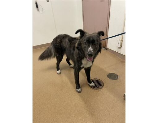 Hayward, CA - Husky. Meet REESE a Pet for Adoption - AdoptaPet.com