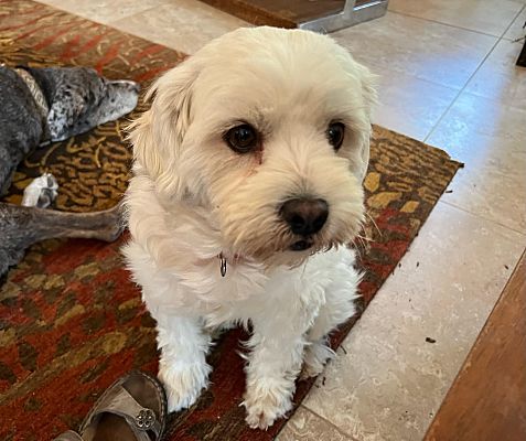 Austin, TX - Maltese. Meet Goldie a Pet for Adoption - AdoptaPet.com