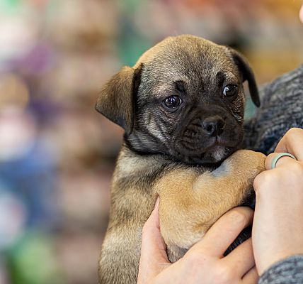 Fort Collins, CO - Pug/Rat Terrier. Meet Bruce a Pet for Adoption ...