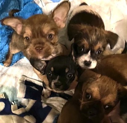 Yuba city, CA - French Bulldog/Yorkie, Yorkshire Terrier. Meet THE ...