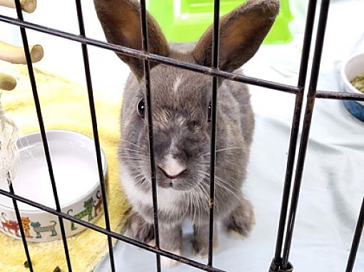 Philadelphia, PA - Dwarf. Meet Felix a Pet for Adoption - AdoptaPet.com