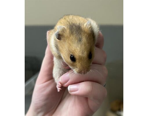 Las Vegas, NV - Hamster. Meet *ANGELA a Pet for Adoption - AdoptaPet.com