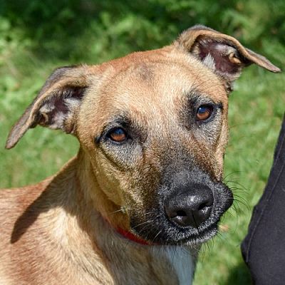 Huntley, IL - Belgian Malinois/Greyhound. Meet Lyra a Pet for Adoption ...