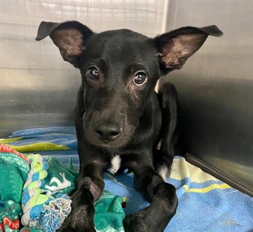 Tucson, AZ - Plott Hound. Meet TITANIUM* a Pet for Adoption - AdoptaPet.com