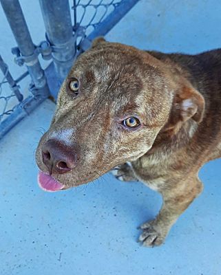 Metter, GA - Catahoula Leopard Dog/Mixed Breed (Medium). Meet MacWac a ...