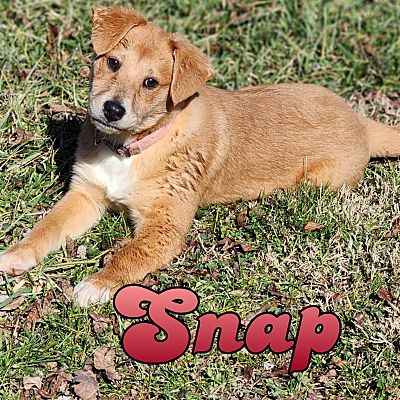 Hillsboro, OH - Labrador Retriever/Chow Chow. Meet Snap a Pet for ...