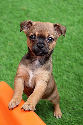 Phoenix, AZ - Miniature Pinscher. Meet Cinnamon a Pet for Adoption ...