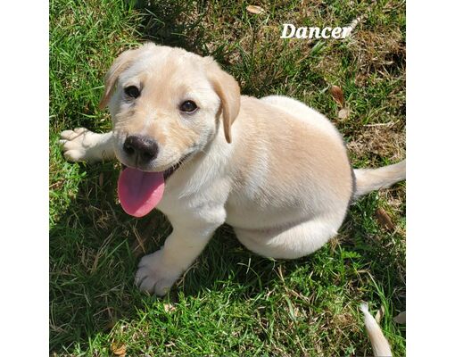 Cincinnati, OH - Labrador Retriever/Great Pyrenees. Meet Dancer JuM* a ...