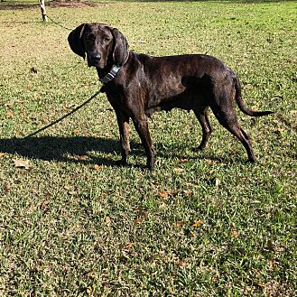 Walker, LA - Plott Hound. Meet Jolie a Pet for Adoption.