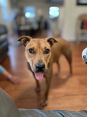 Baltimore, MD - American Pit Bull Terrier/Rhodesian Ridgeback. Meet ...