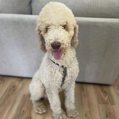 FREEPORT, FL - Poodle (Standard). Meet Cooper a Pet for Adoption ...