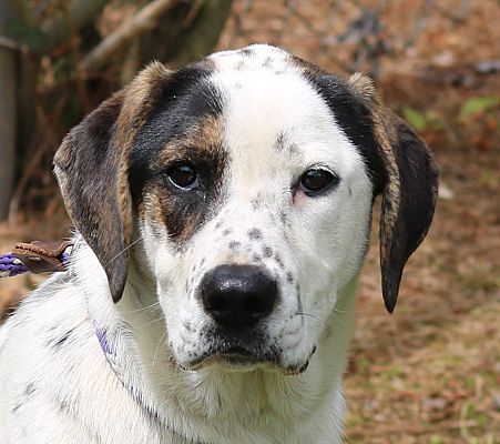 Cedartown, GA - Pointer/Retriever (Unknown Type). Meet 47853098 a Pet ...