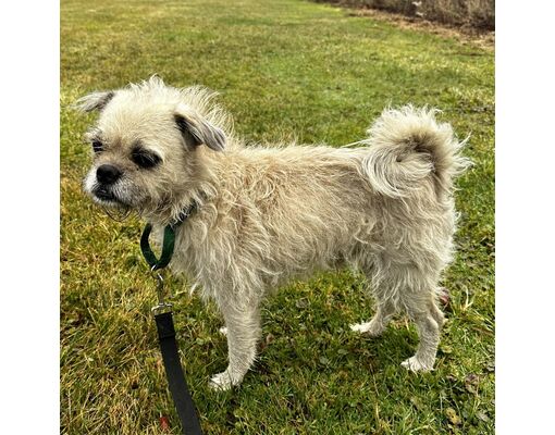 kittanning, PA - Schnoodle. Meet Otis a Pet for Adoption - AdoptaPet.com