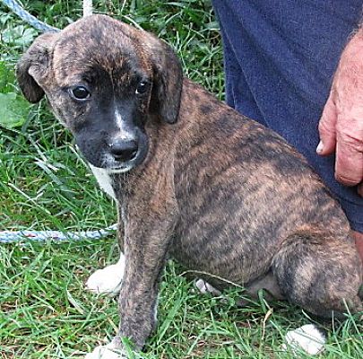 Frederick, MD - Boxer. Meet Solvang a Pet for Adoption - AdoptaPet.com