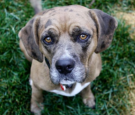 South Gate, CA - Beagle/Catahoula Leopard Dog. Meet Wesley a Pet for ...