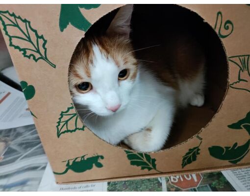 St. Louis, MO - Domestic Shorthair. Meet DIESEL a Pet for Adoption ...