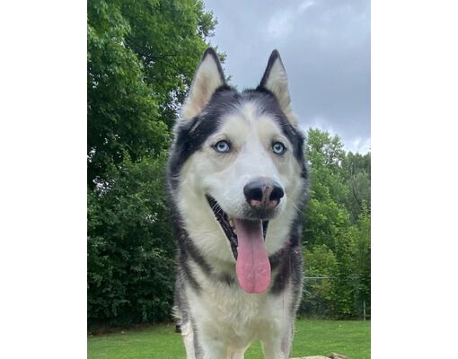 Clinton Township, MI - Husky. Meet LEO a Pet for Adoption - AdoptaPet.com