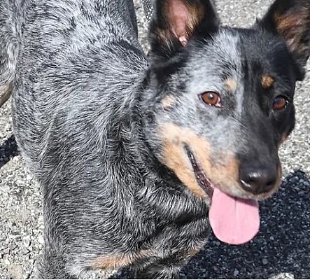 Reeds Spring, MO - Blue Heeler. Meet Piper a Pet for Adoption ...