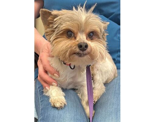 Ogden, UT - Yorkie, Yorkshire Terrier. Meet WALLACE a Pet for Adoption ...