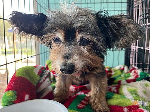 Creston, CA - Yorkie Poo/Yorkie, Yorkshire Terrier. Meet Pipena a Pet ...