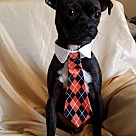 Boston Terrier Puppies - Boston Terrier Rescue and Adoption