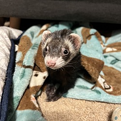 Acworth, GA - Ferret. Meet A lot of ferrets available a Pet for ...