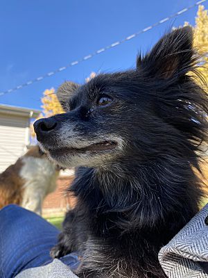 Denver, CO - Papillon. Meet Harry a Pet for Adoption - AdoptaPet.com