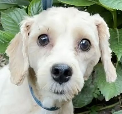 Mishawaka, IN - Coton de Tulear/Miniature Poodle. Meet Coton Colin ...