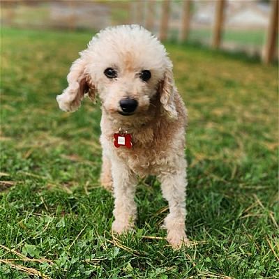 Toms Brook, VA - Poodle (Miniature). Meet Julia a Pet for Adoption ...