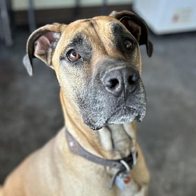 Rifle, CO - Great Dane/Rhodesian Ridgeback. Meet Leonardo a Pet for ...