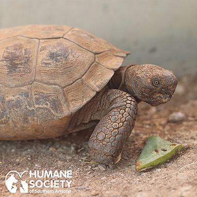 Tucson, AZ - Tortoise. Meet TIMOTHY a Pet for Adoption - AdoptaPet.com