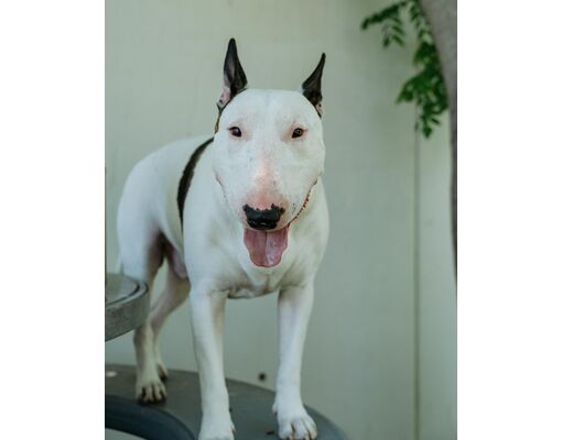 Chatsworth, CA - Bull Terrier. Meet CAPO a Pet for Adoption - AdoptaPet.com
