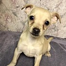 Pomeranian Puppies - Pomeranian Rescue and Adoption Near You