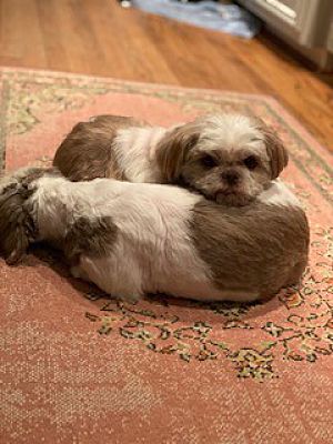 Greenville, SC - Shih Tzu. Meet Molly a Pet for Adoption - AdoptaPet.com
