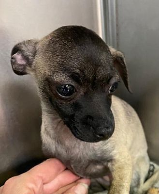 Bellevile, NJ - Yorkie, Yorkshire Terrier/Chiweenie. Meet Fauna Mim ...