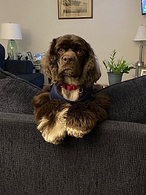 Thornwood, NY - Cocker Spaniel/Bichon Frise. Meet Marley a Pet for ...