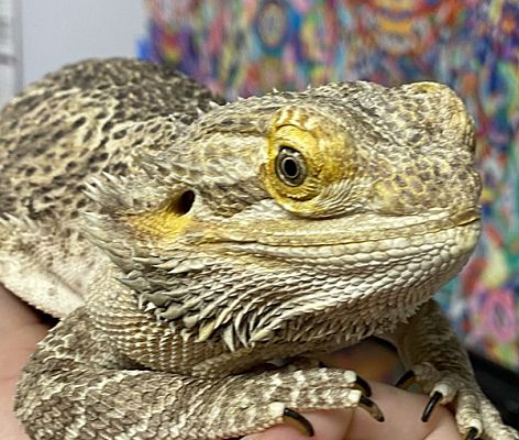 Silverdale, WA - Lizard. Meet Cornelius a Pet for Adoption - AdoptaPet.com