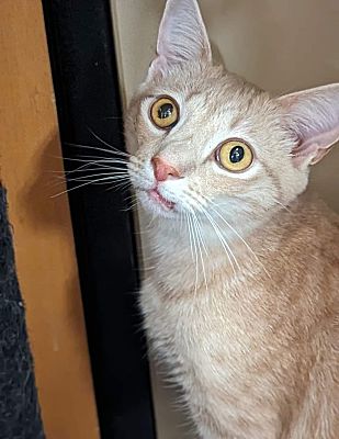 Columbus, GA - Tabby. Meet Geoff a Pet for Adoption - AdoptaPet.com