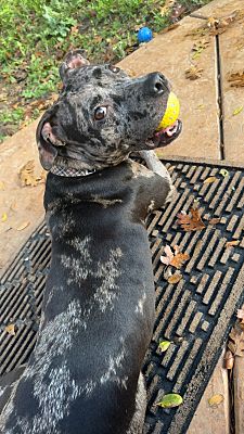 Grass Valley, CA - Catahoula Leopard Dog/Staffordshire Bull Terrier ...