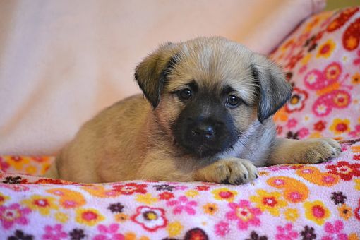 Allentown, PA - Cairn Terrier/Pug. Meet Effie a Pet for Adoption ...