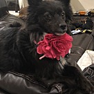 Papillon Puppies - Papillon Rescue and Adoption Near You